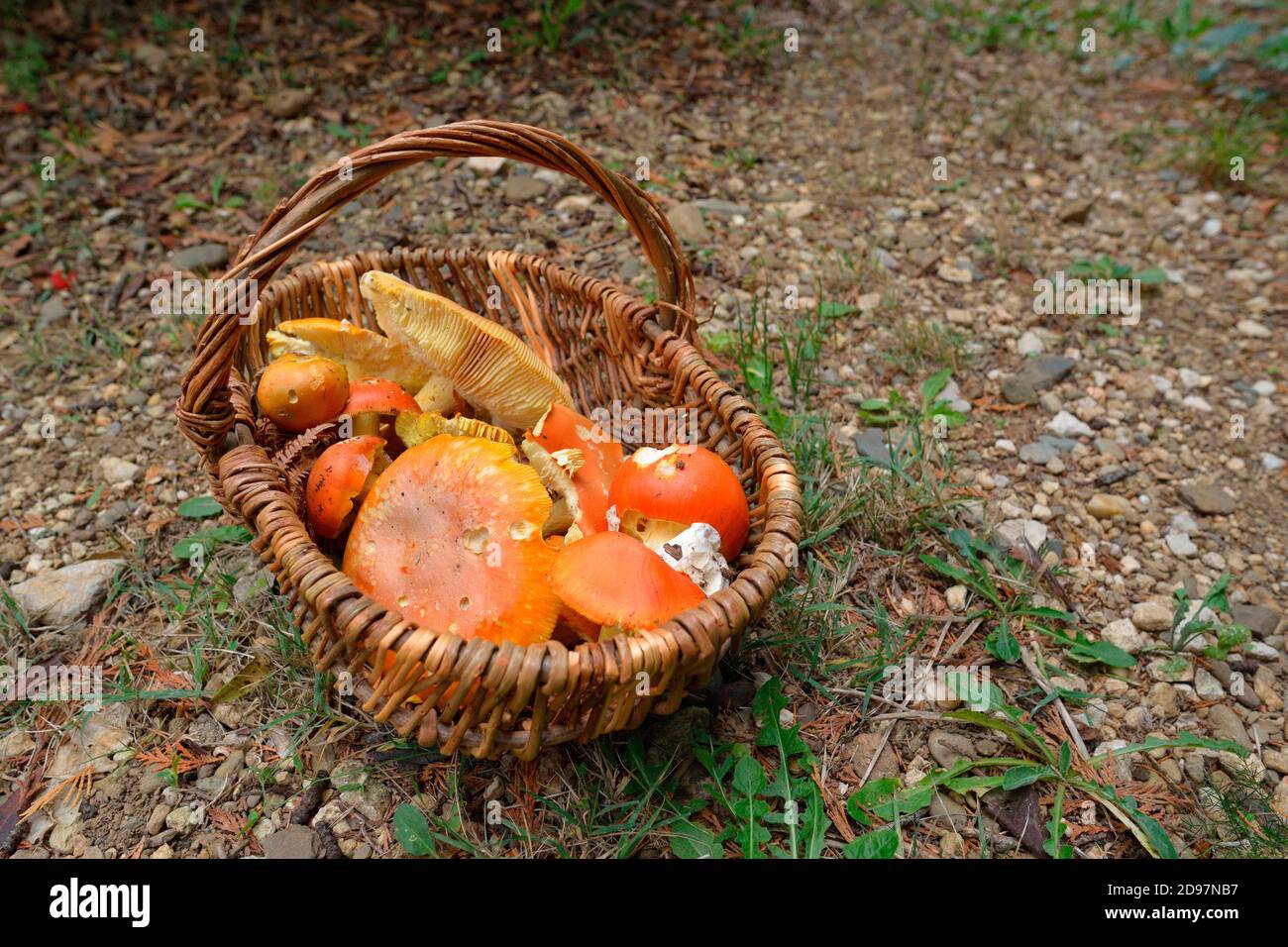 Collecting Caesar's mushroom (Amanita caesarea), Herepian Herault ...