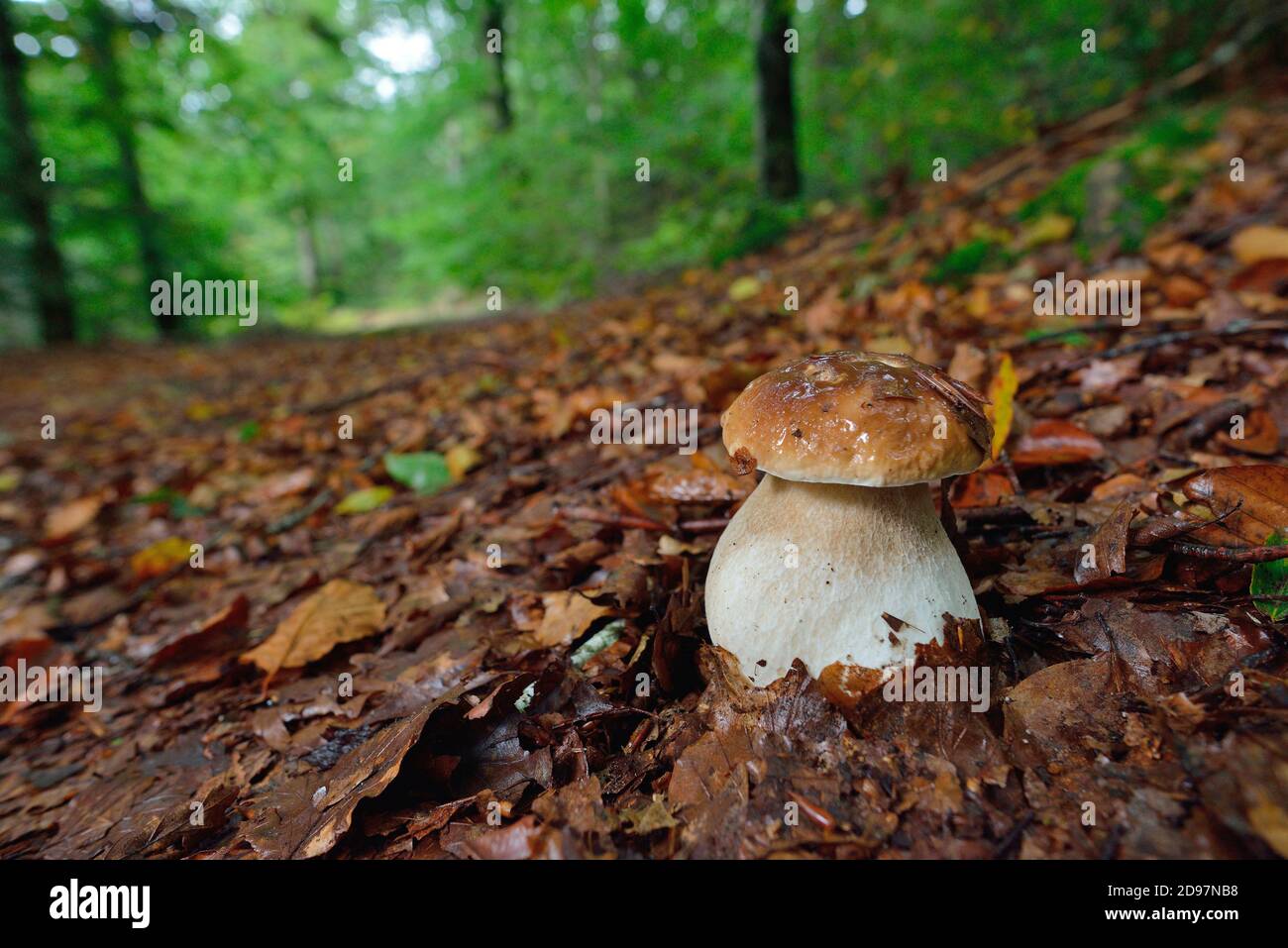 King Bolete (Boletus edulis) on a forest path in the Espinouse Massif ...