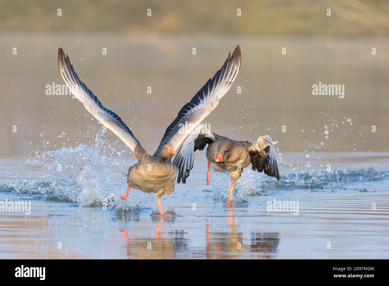 Geese fighting hi-res stock photography and images - Alamy
