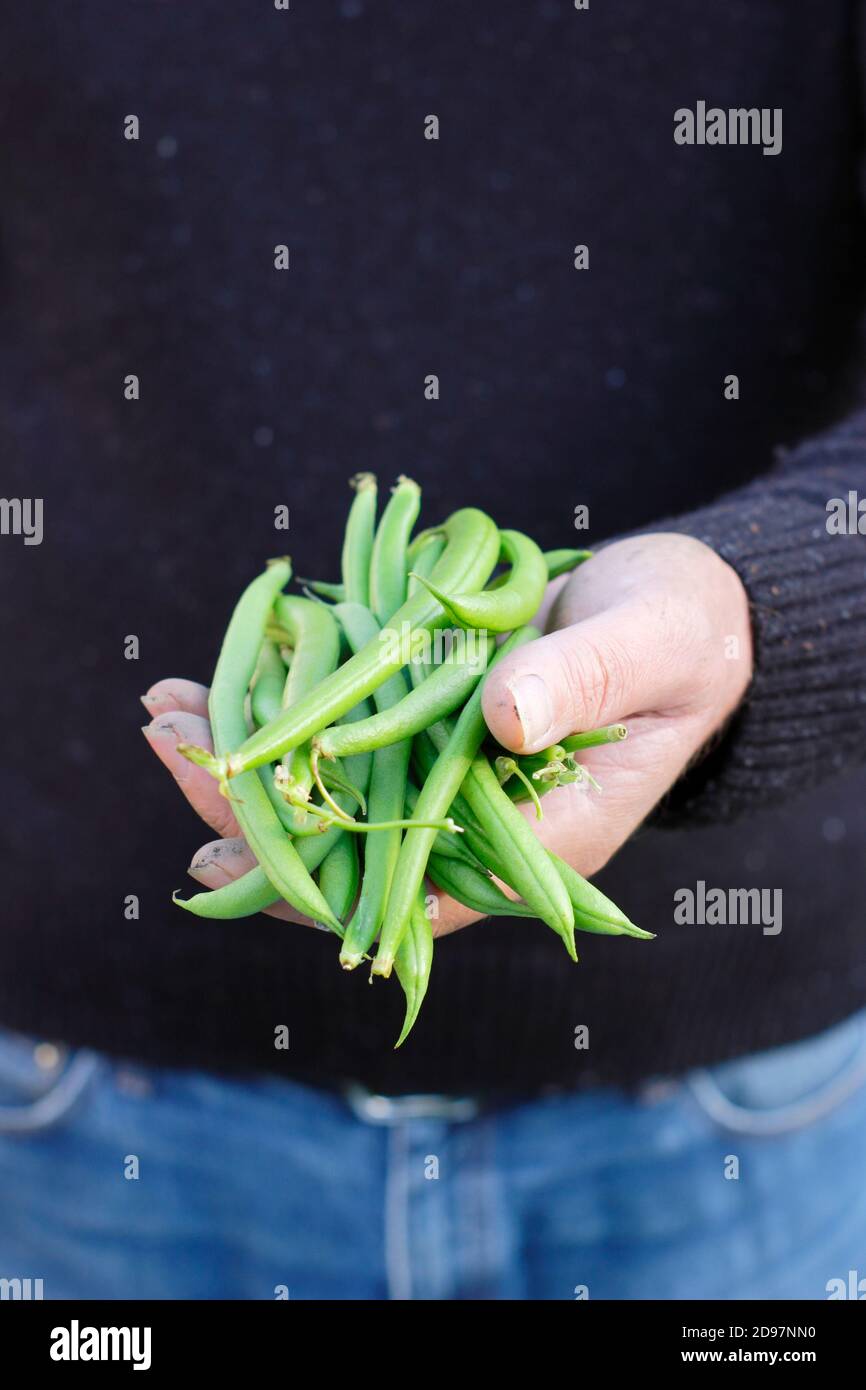 Phaseolus vulgaris 'Mamba'. Freshly picked, home grown French beans in ...