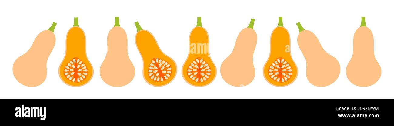 Butternut squash border. Vector ilustration Stock Vector Image & Art ...
