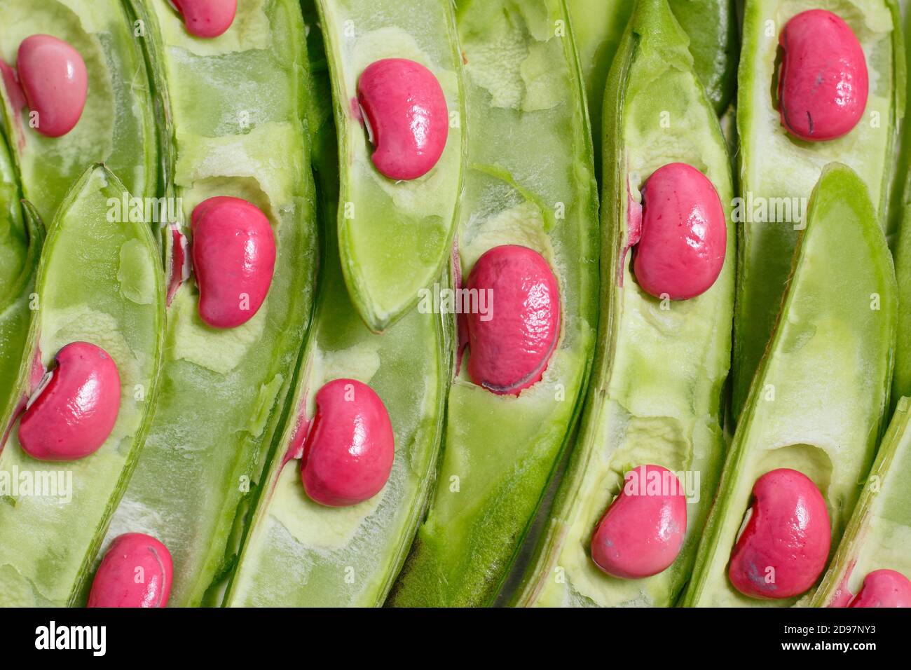 Phaseolus coccineus. Runner bean pods sliced open to reveal seeds Stock ...