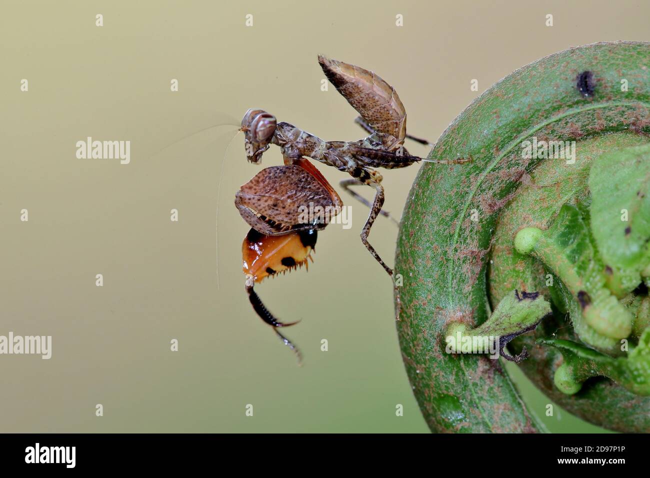 Asia mantis hi-res stock photography and images - Alamy