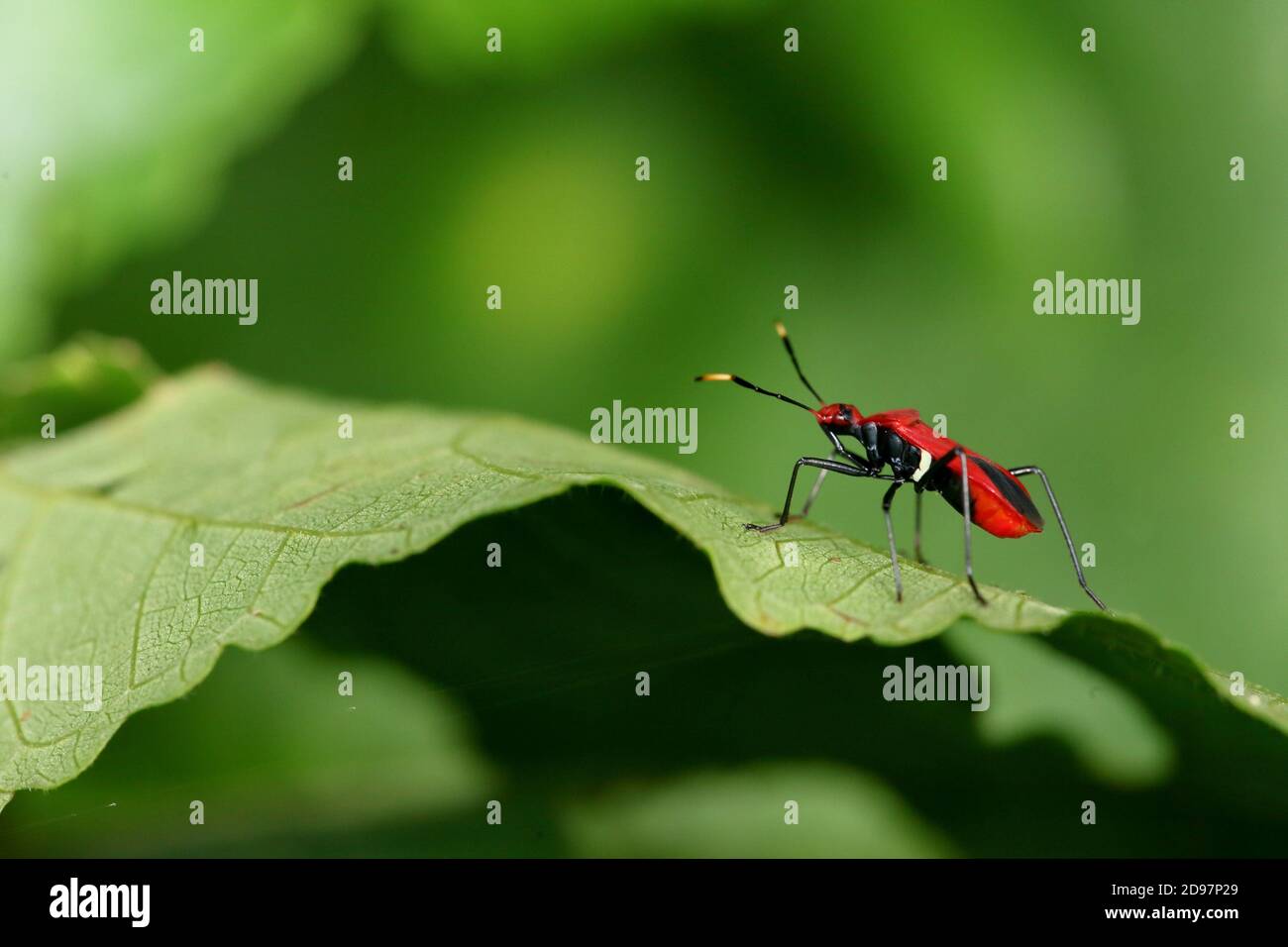 Horizontal bug bugs hi-res stock photography and images - Alamy