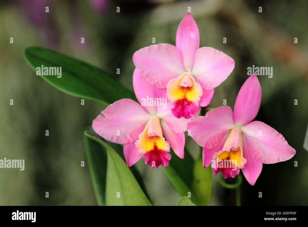 Orchid Flower in the garden, borneo, asia Stock Photo - Alamy