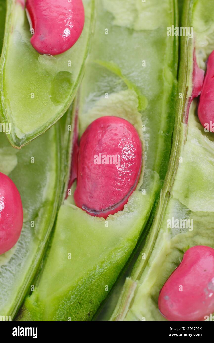 Phaseolus coccineus. Runner bean pods sliced open to reveal seeds Stock ...