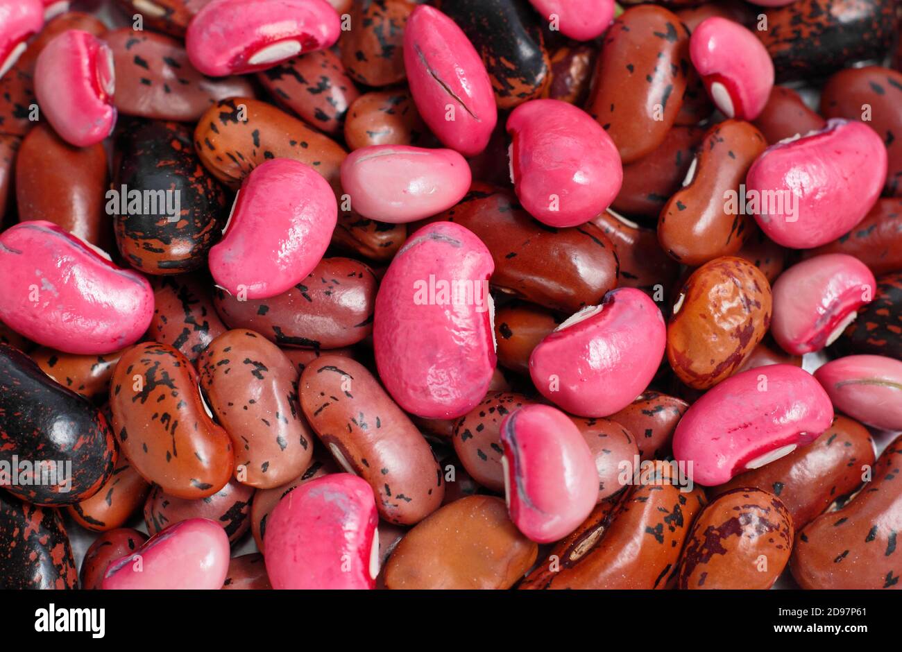 Phaseolus coccineus. Runner bean 'Firestorm' seeds Stock Photo - Alamy