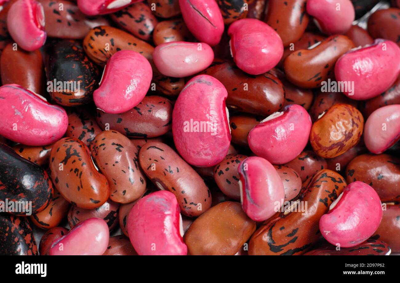 Phaseolus coccineus. Runner bean 'Firestorm' seeds Stock Photo - Alamy