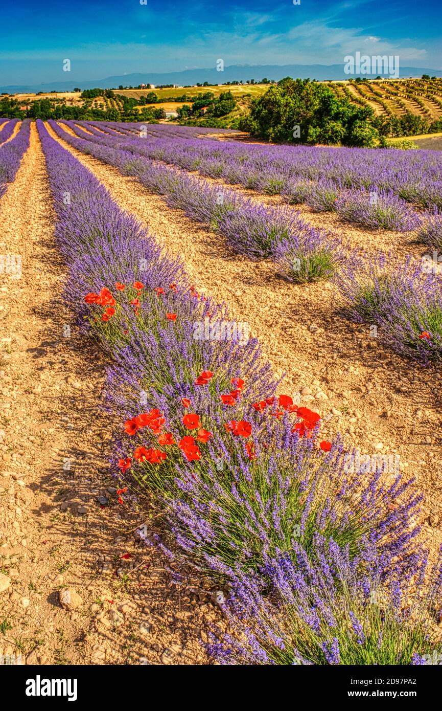 Lavender And Poppies High Resolution Stock Photography and Images - Alamy