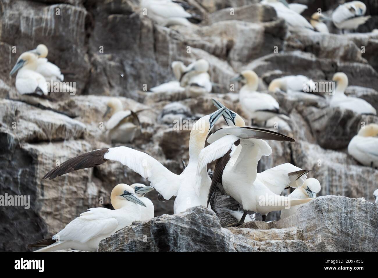 Gannets on Bass Rock at North Berwick Scotland Stock Photo - Alamy