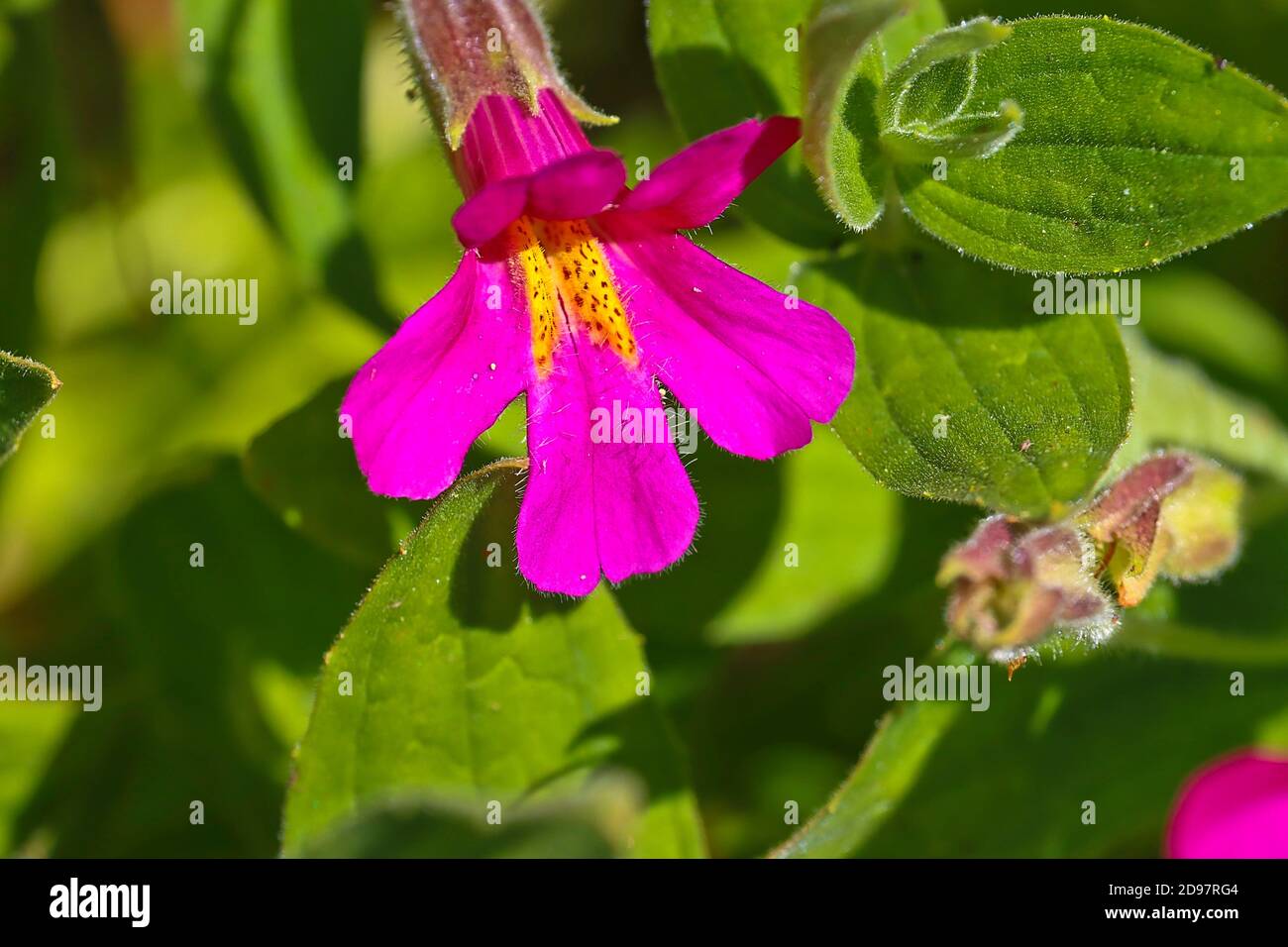 Mimulus lewisii hi-res stock photography and images - Alamy