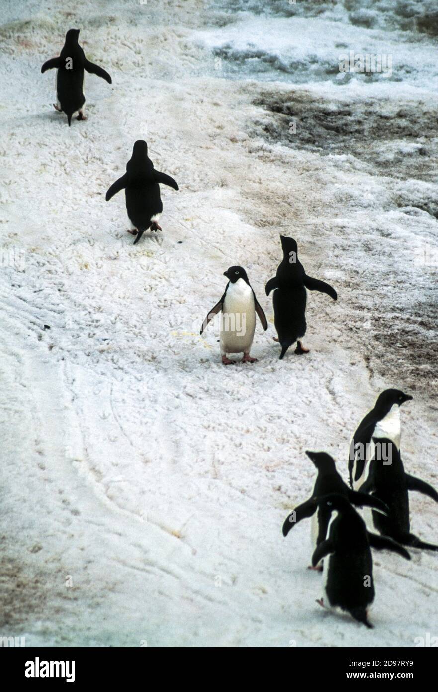 Waddle High Resolution Stock Photography and Images - Alamy