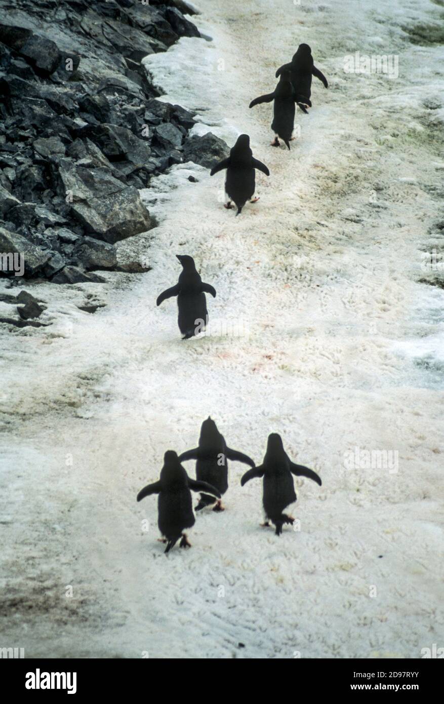 A waddle of Adélie penguins returning home. Antarctica Stock Photo - Alamy
