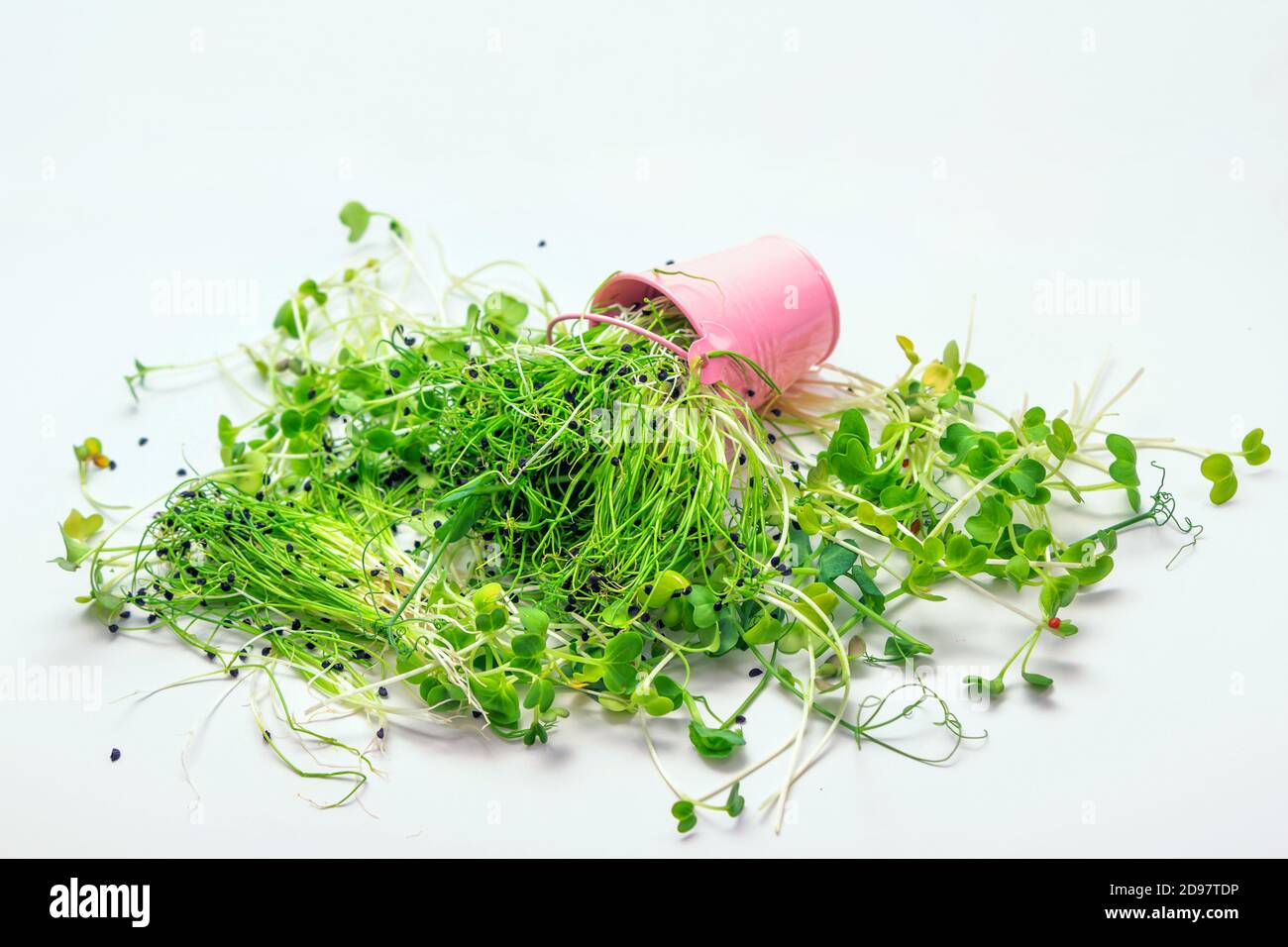 Fresh green onion microgreen sprouts on white background. Organic ...