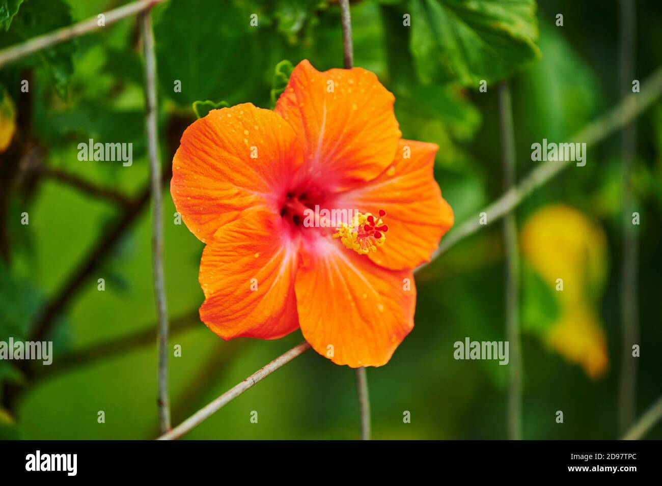 Aloha flower hi-res stock photography and images - Alamy