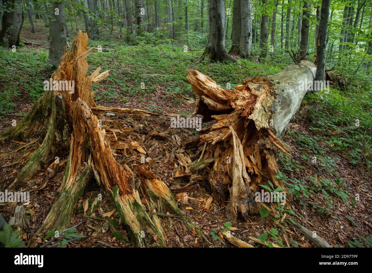 Old broken tree laying on the ground with wood rotting around Stock ...