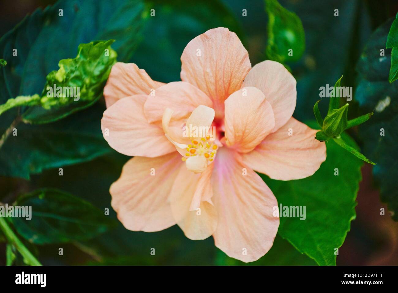 Aloha flower hi-res stock photography and images - Alamy