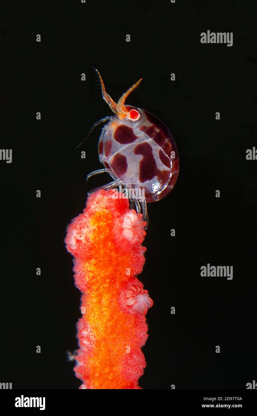 Cyproideidae hi-res stock photography and images - Alamy