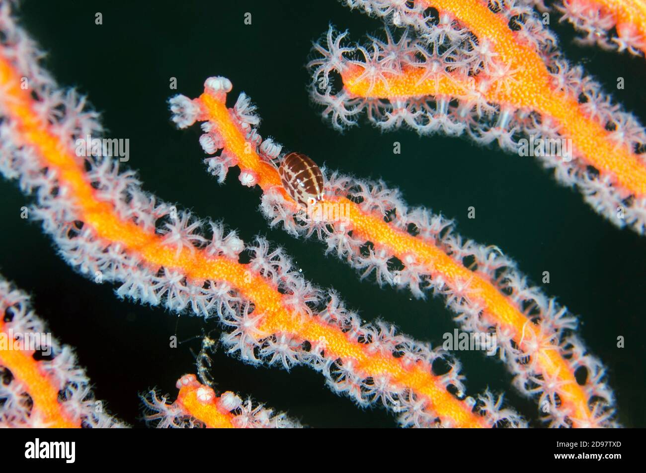 Ladybug Amphipod High Resolution Stock Photography and Images - Alamy