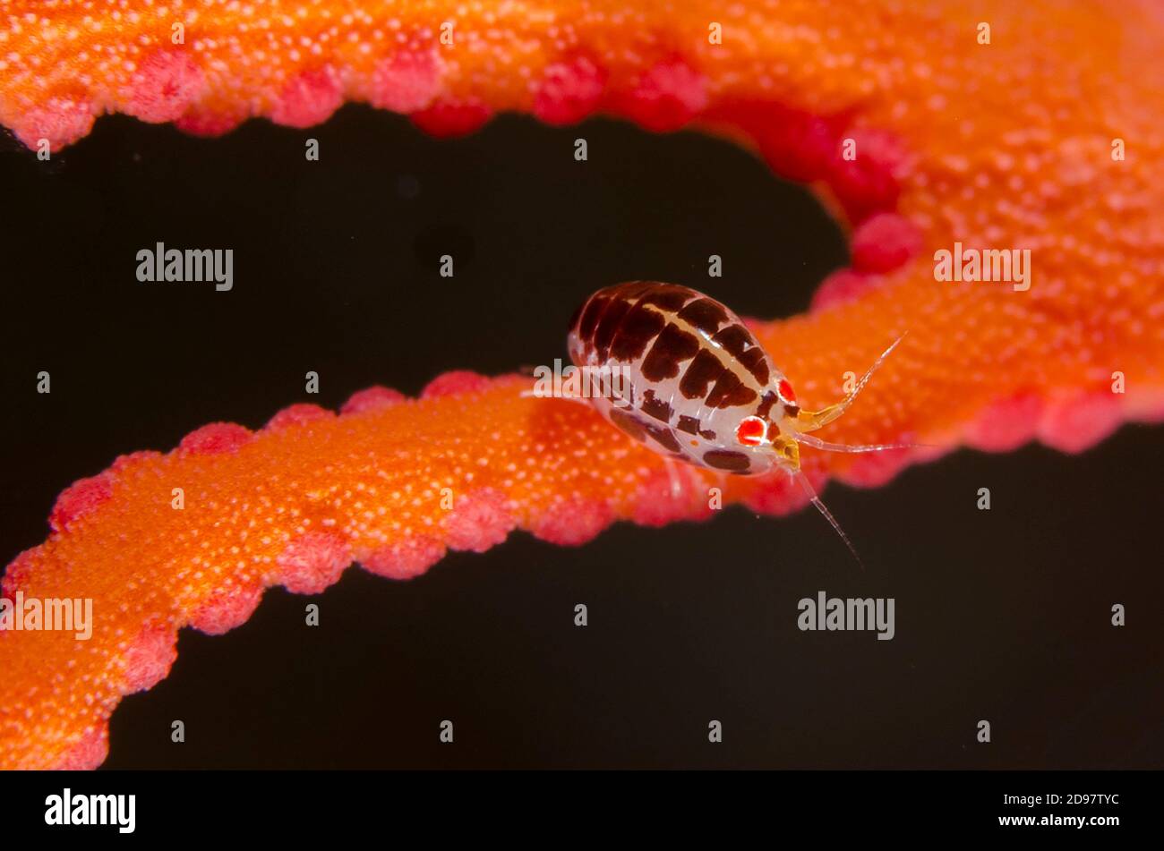 Cyproideidae hi-res stock photography and images - Alamy