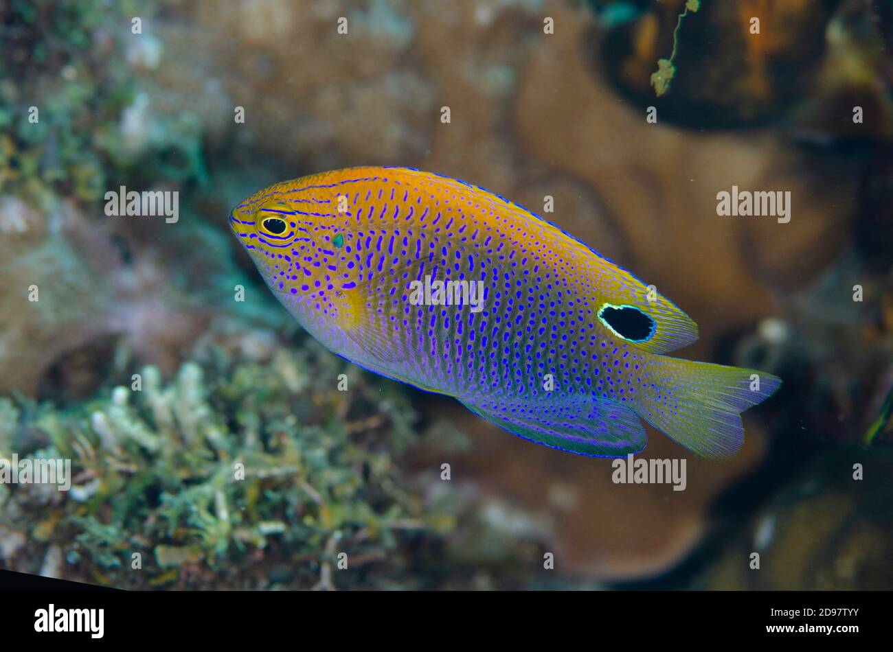One Spot Damsel High Resolution Stock Photography and Images - Alamy