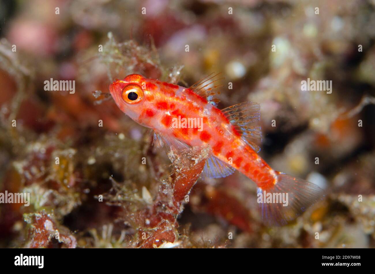 Ulami High Resolution Stock Photography and Images - Alamy