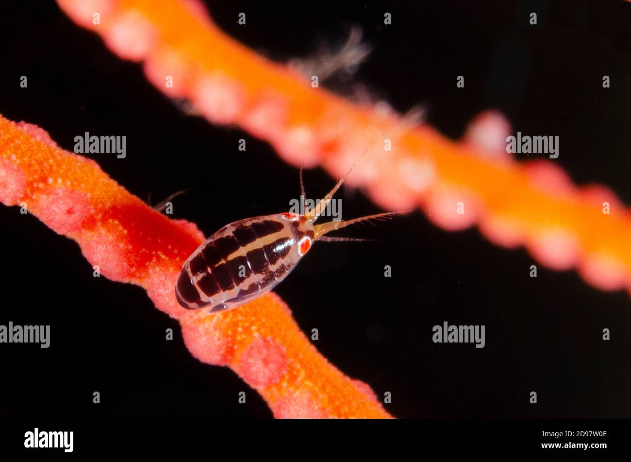 Cyproideidae hi-res stock photography and images - Alamy