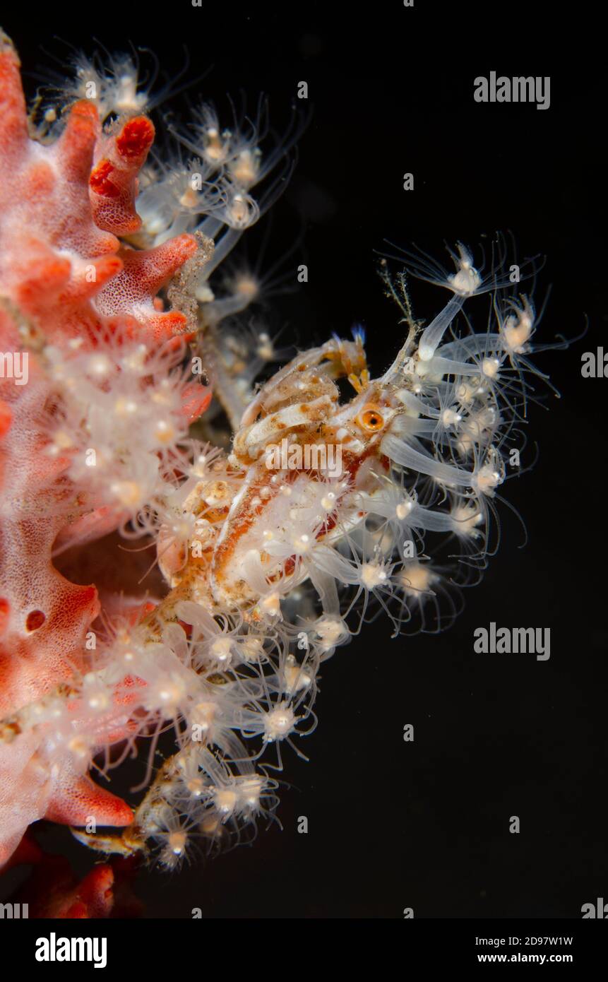 Secret bearer hi-res stock photography and images - Alamy