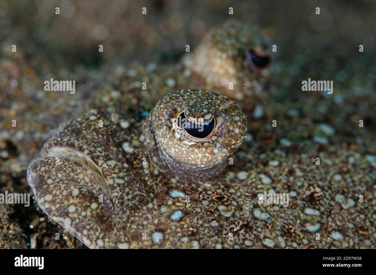 Lefteye Flounder High Resolution Stock Photography and Images - Alamy