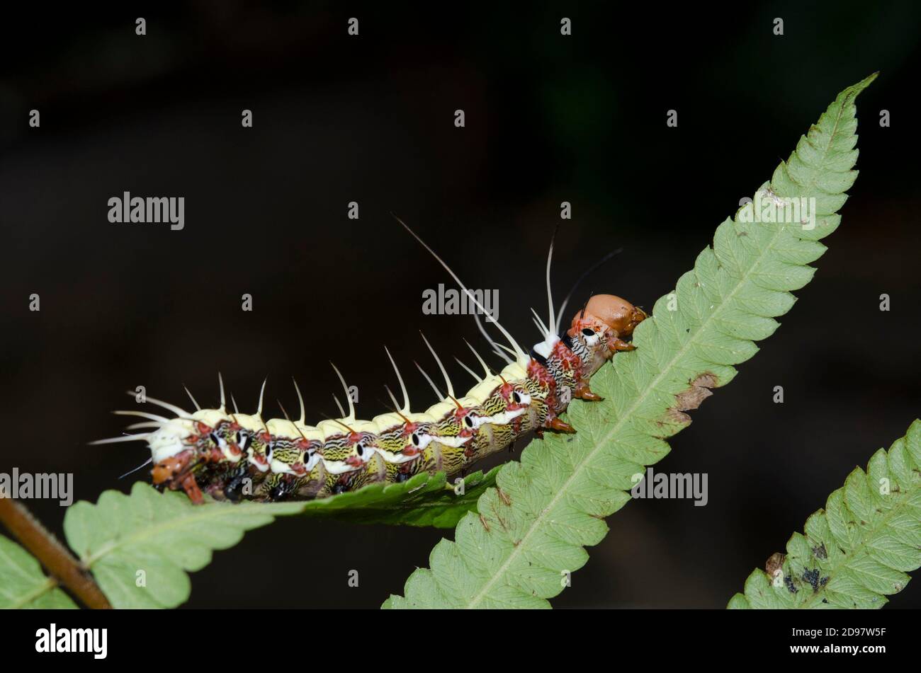 Prominent Moth Caterpillar High Resolution Stock Photography and Images ...