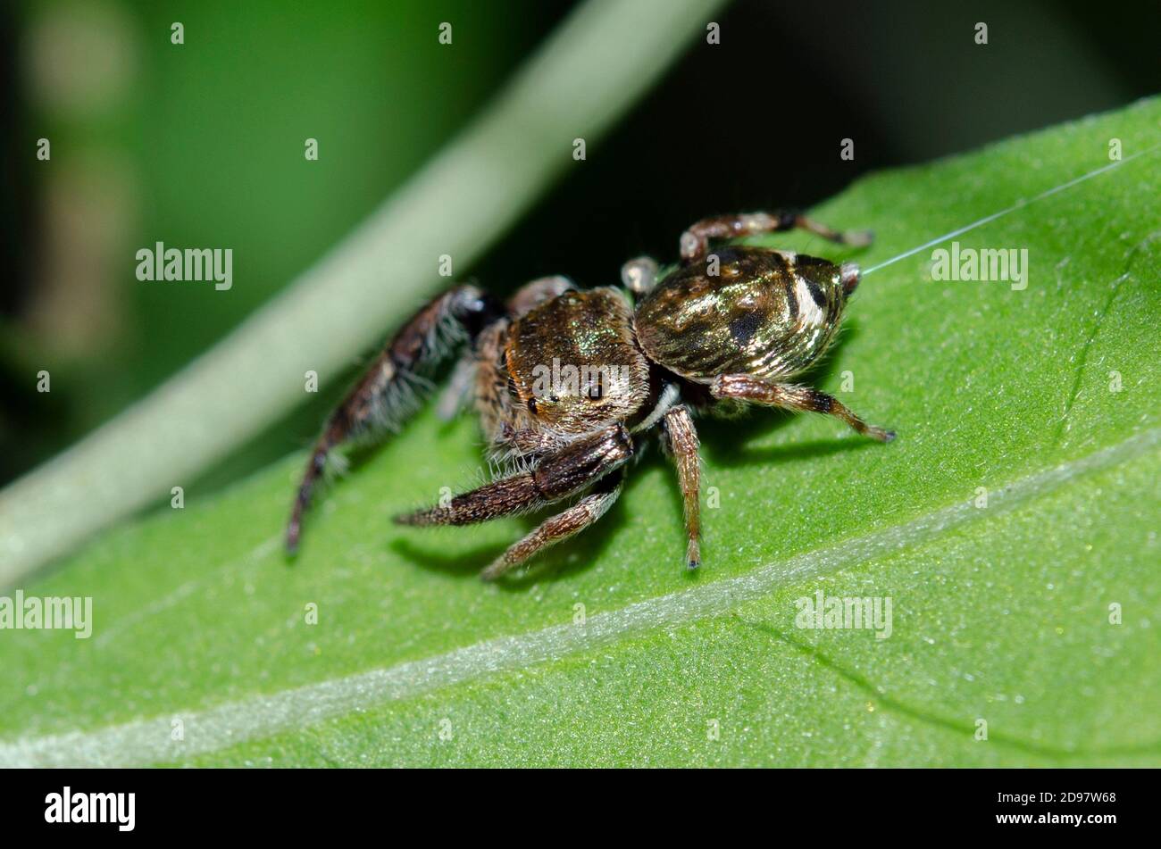 Gold jumper hi-res stock photography and images - Alamy