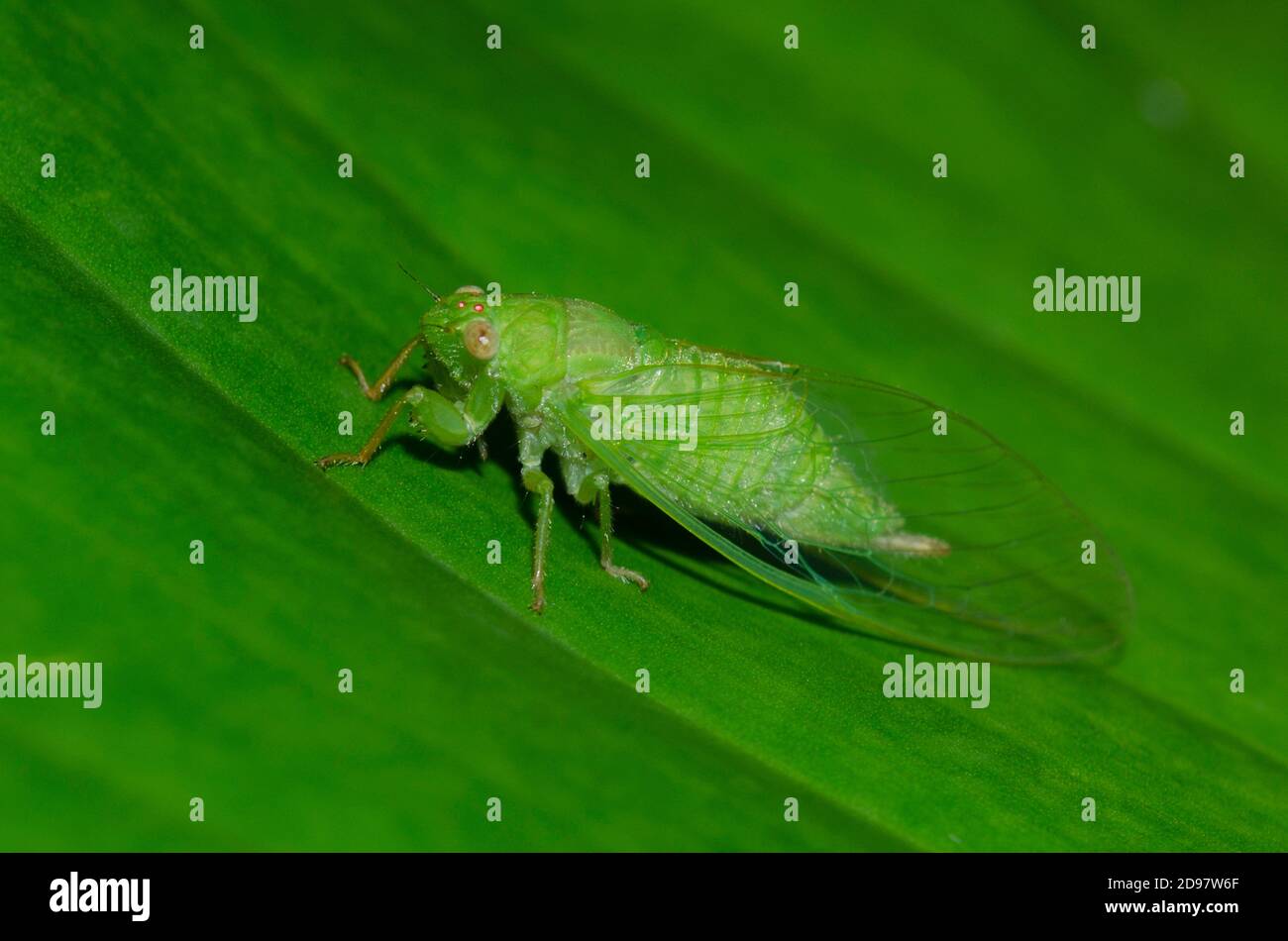 Family Cicadidae High Resolution Stock Photography and Images - Alamy
