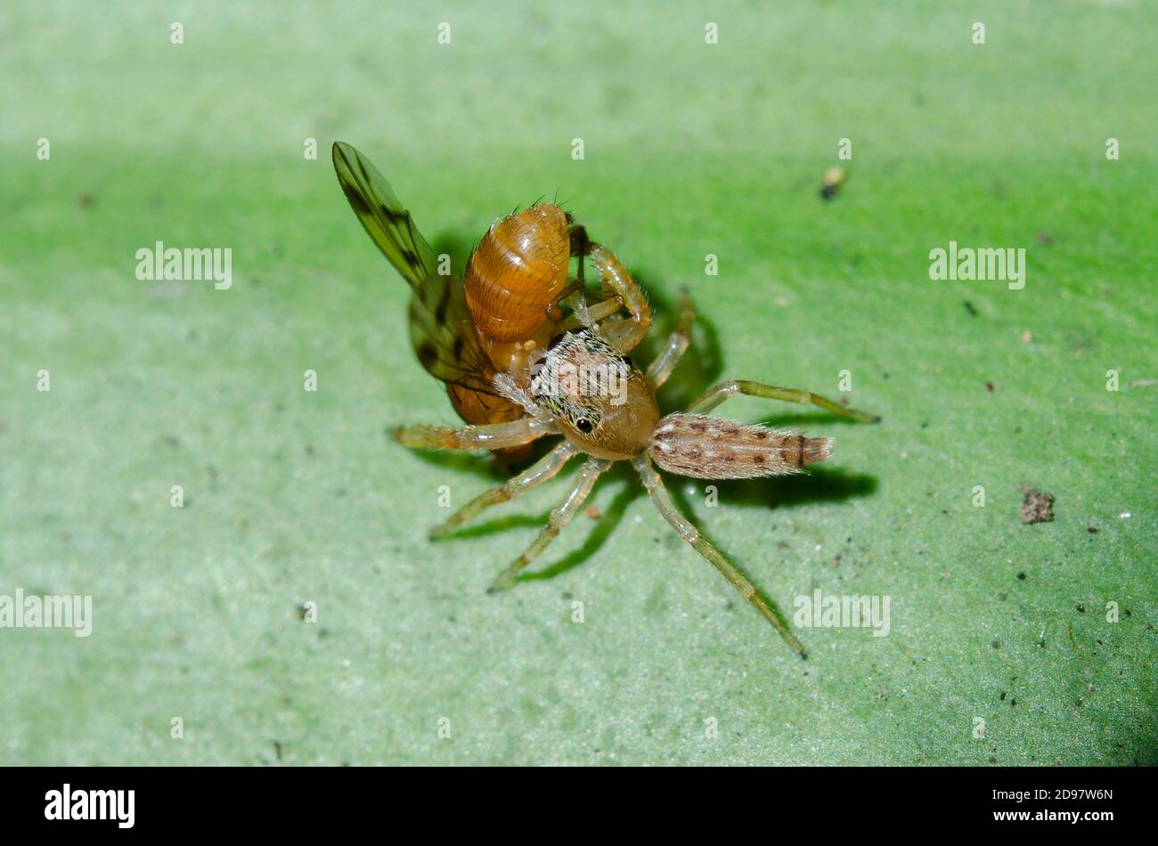 Sexpunctata High Resolution Stock Photography and Images - Alamy