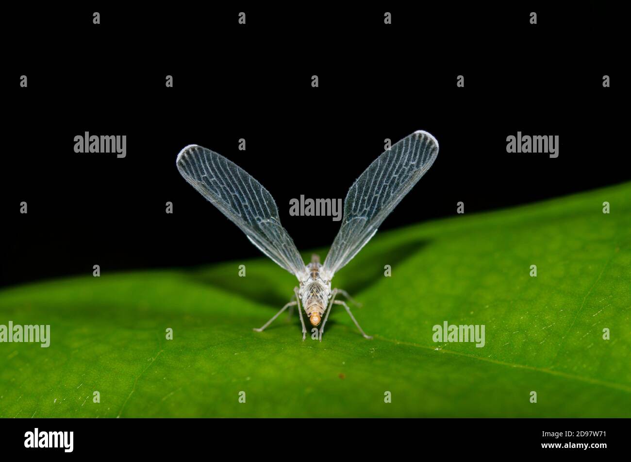 Tropical Planthopper High Resolution Stock Photography and Images - Alamy