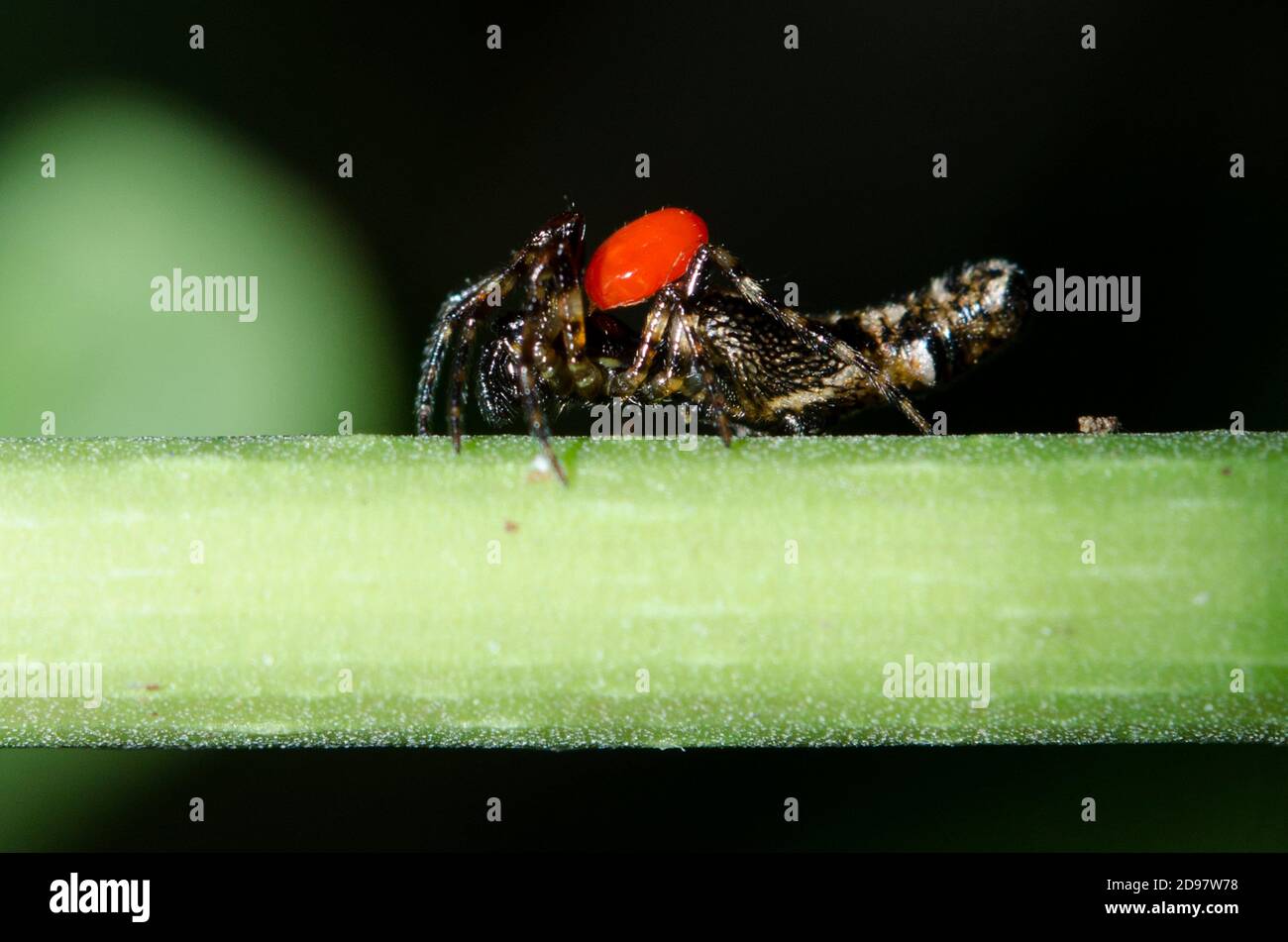 Parasite Bali Indonesia High Resolution Stock Photography and Images ...