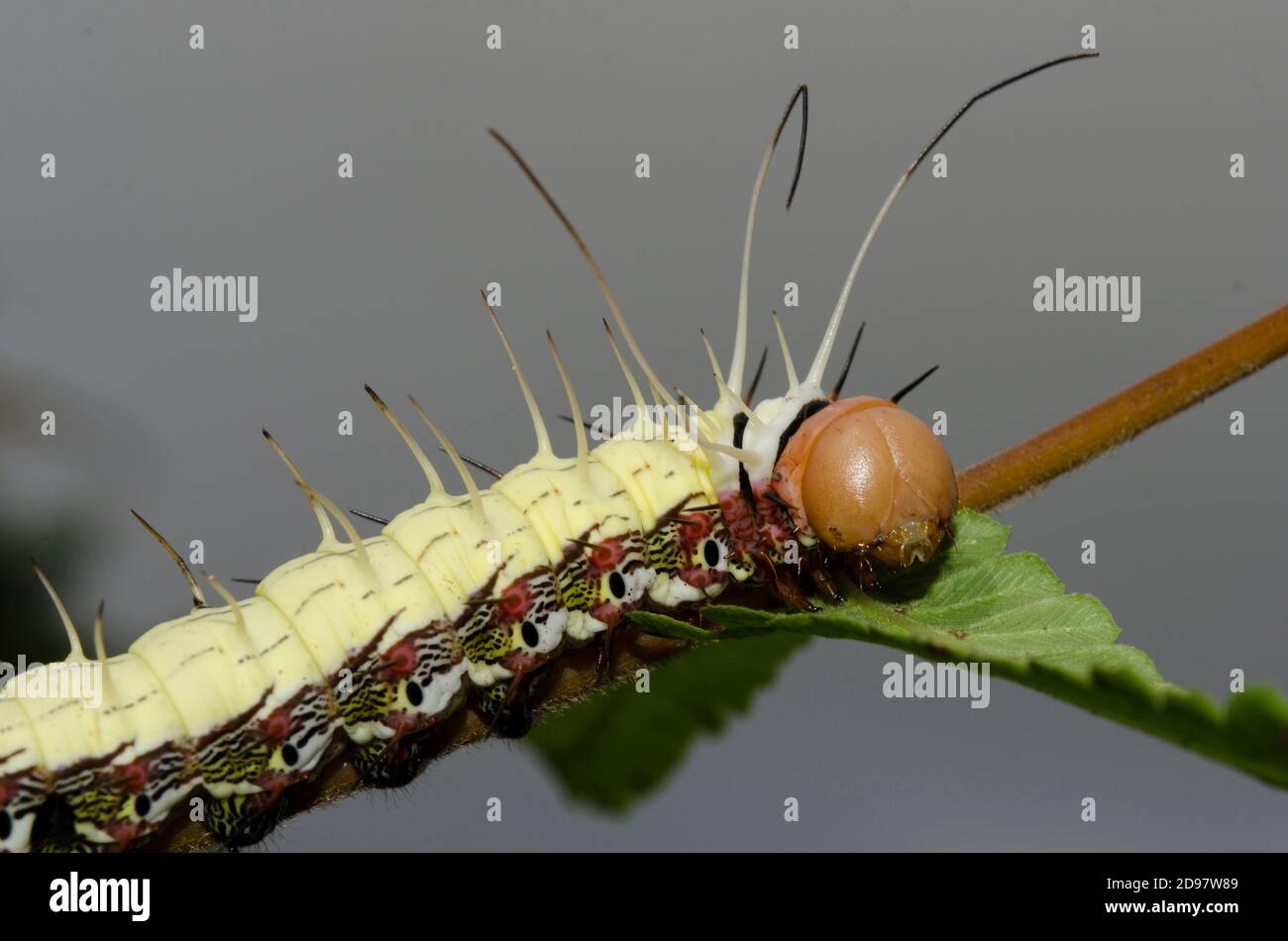 Prominent Moth Caterpillar High Resolution Stock Photography and Images ...