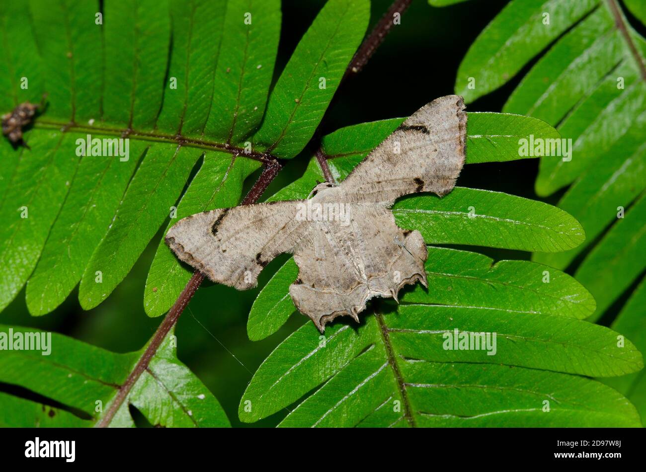 Urania Moth High Resolution Stock Photography and Images - Alamy