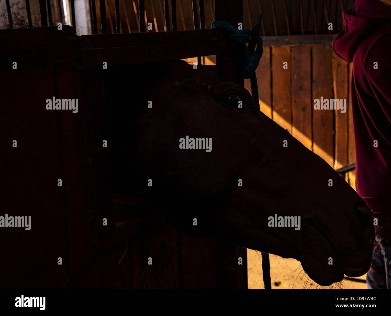 The silhouette of a horse's face against the background of a wooden ...