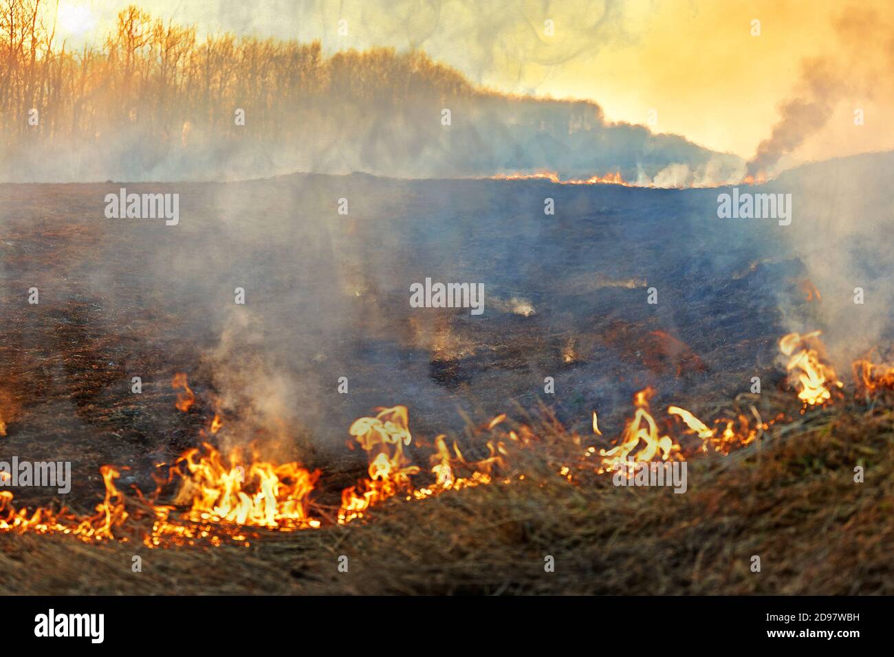 Open flame. Burning dry grass in the field. Extreme disaster and forest ...
