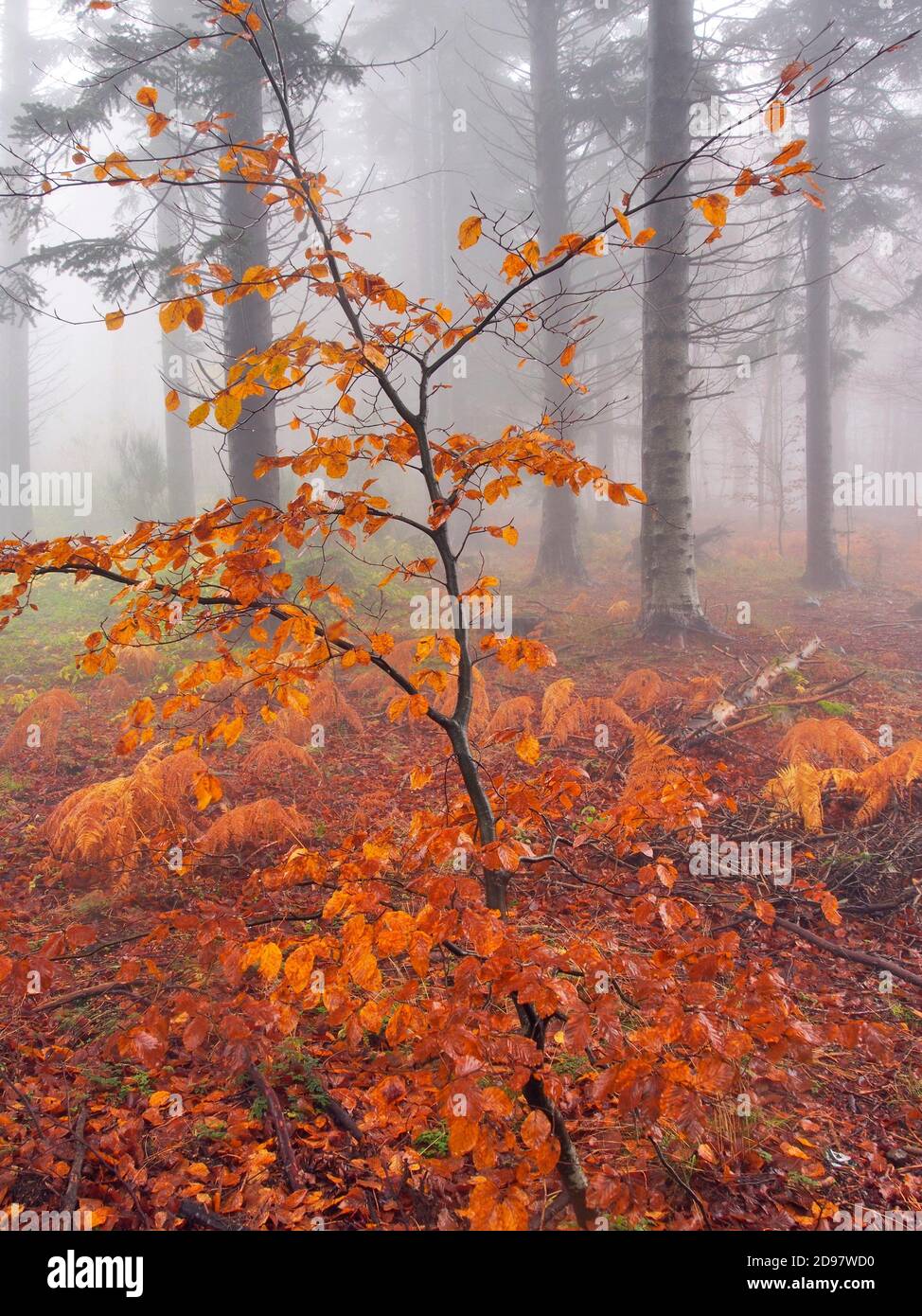 Beech tree fagus sylvatica small hi-res stock photography and images ...