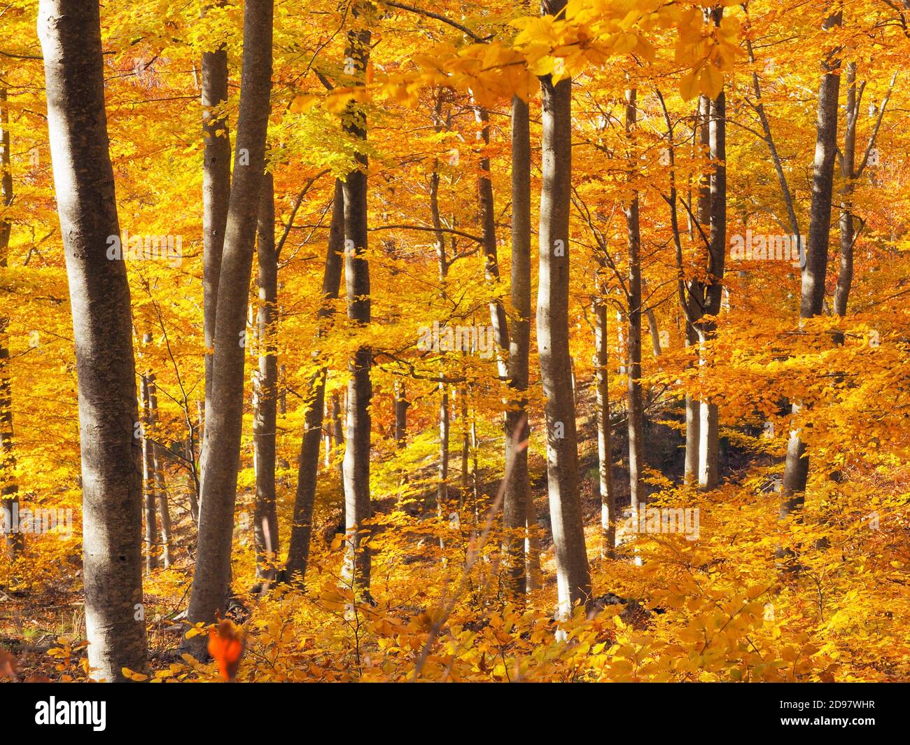 Golden beech hi-res stock photography and images - Alamy