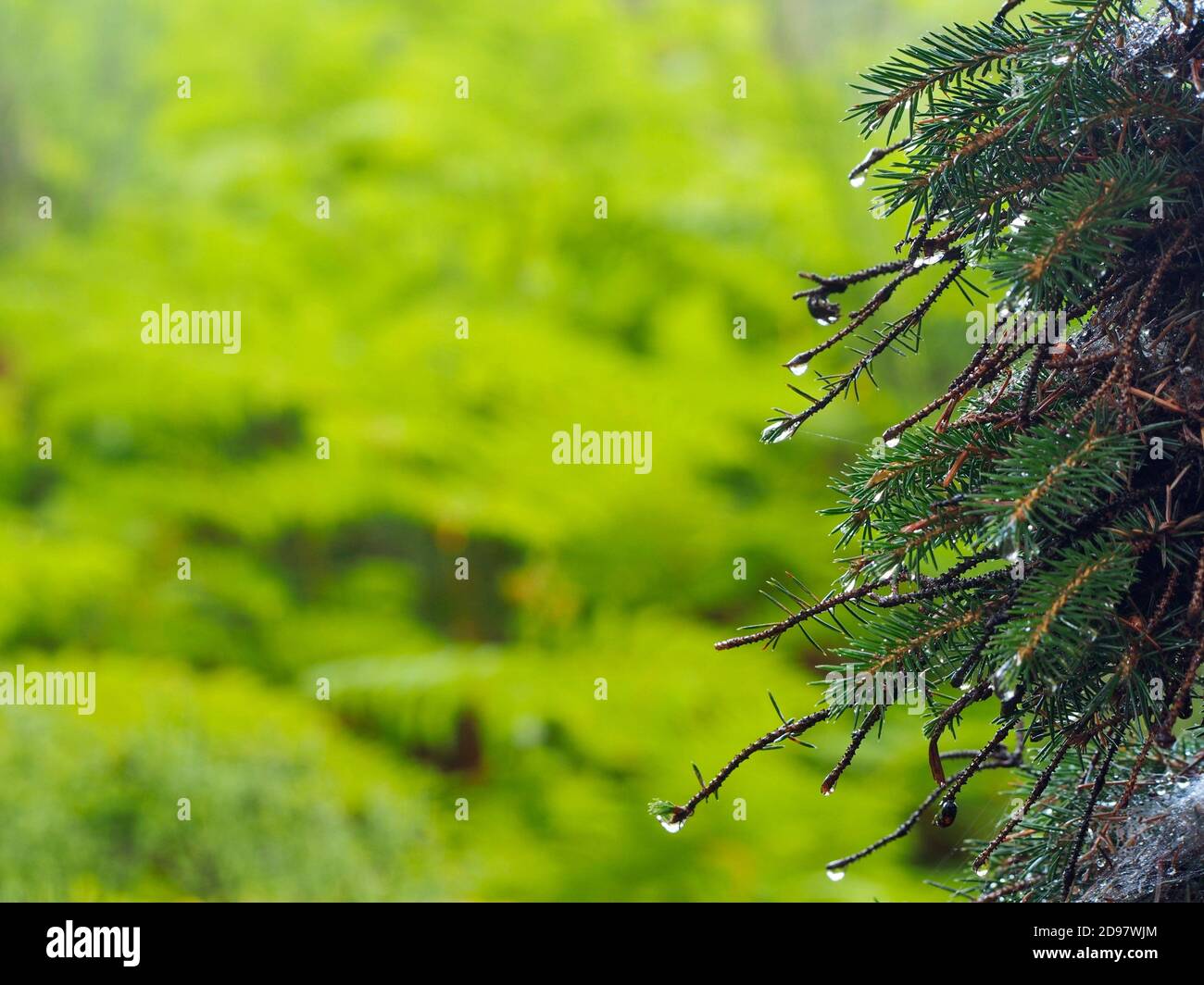 Silver rain trees hi-res stock photography and images - Alamy