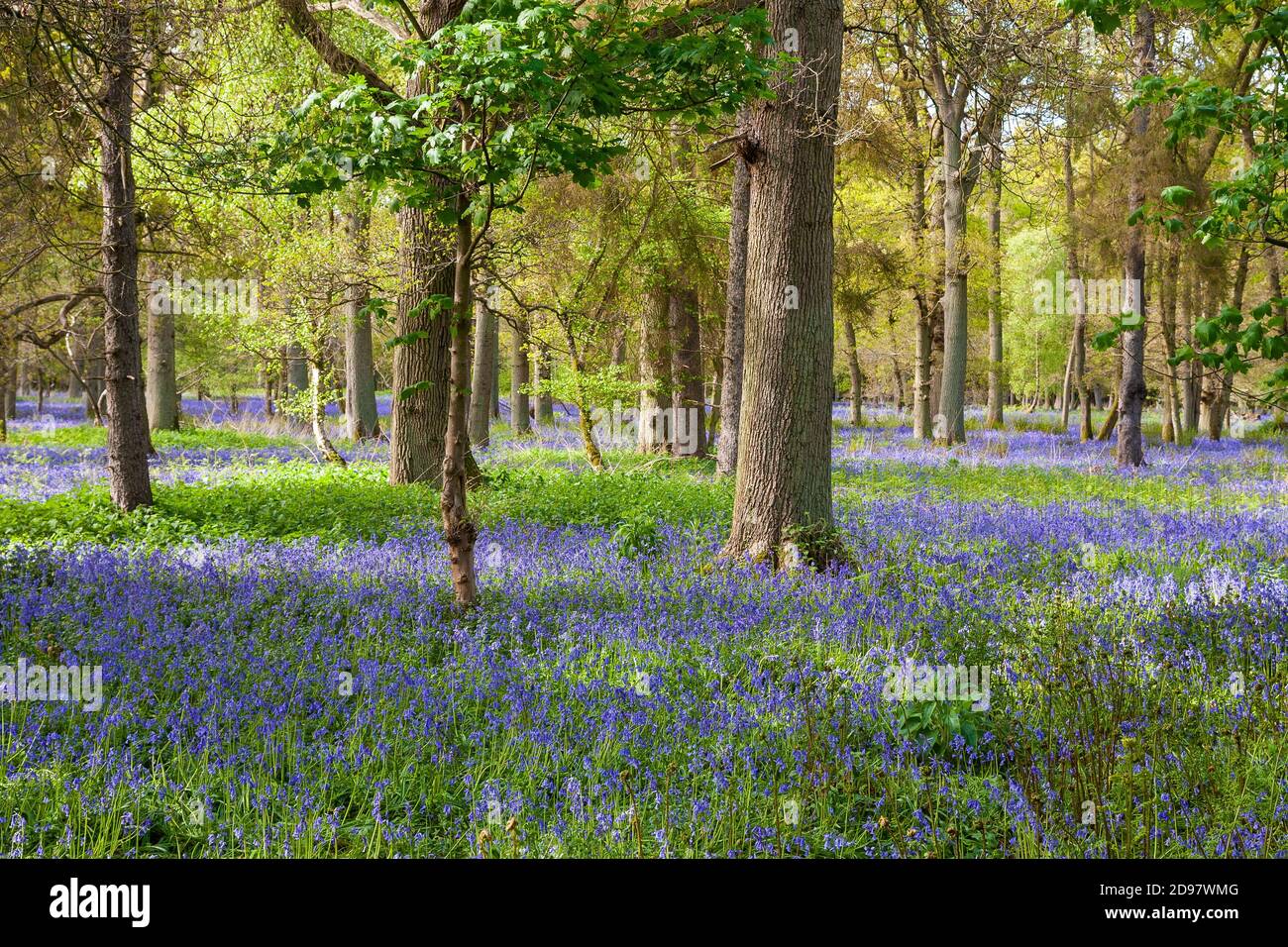 Environment bluebell hi-res stock photography and images - Alamy