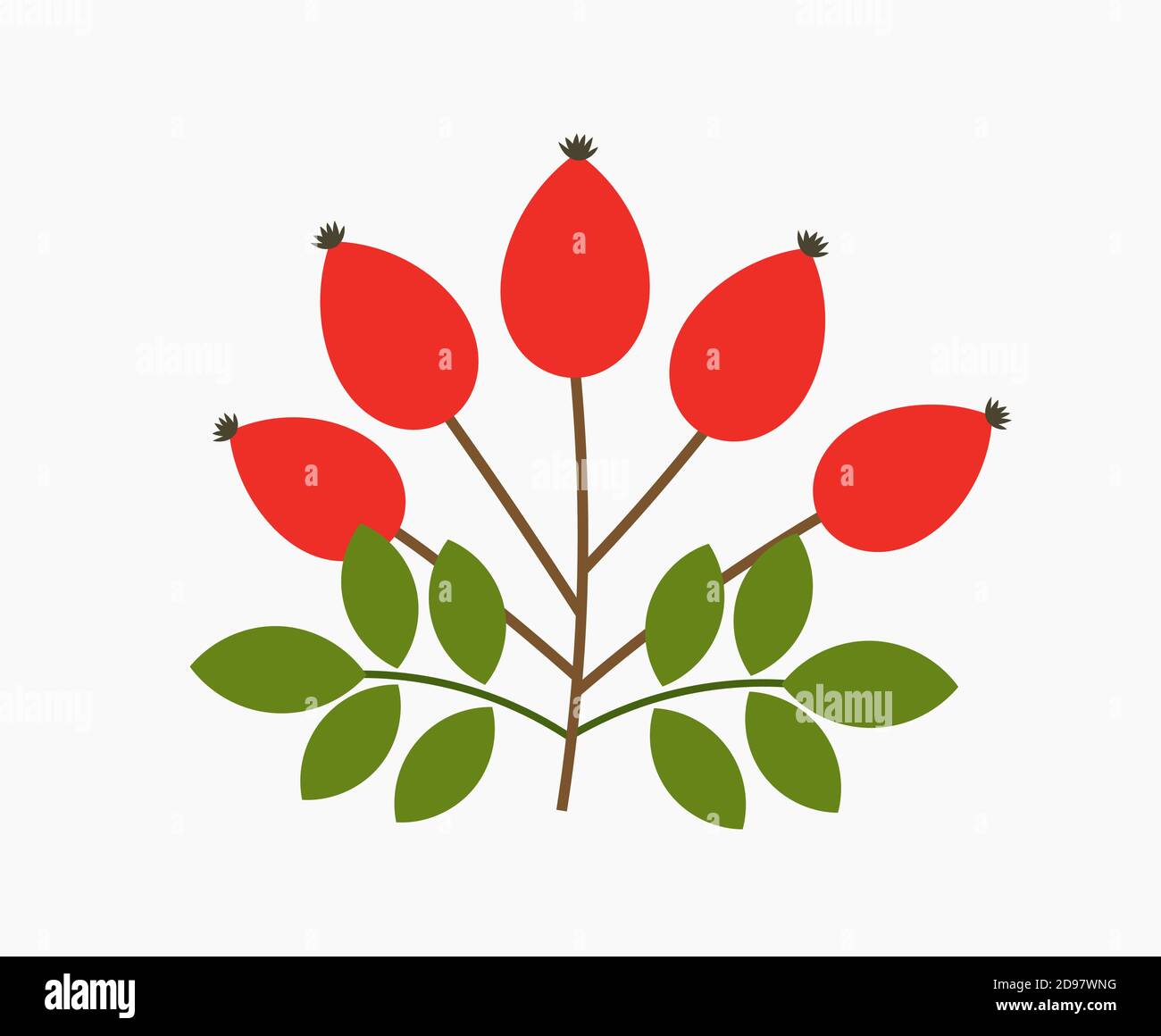 Rose hip fruits. Autumn vector illustration Stock Vector Image & Art ...