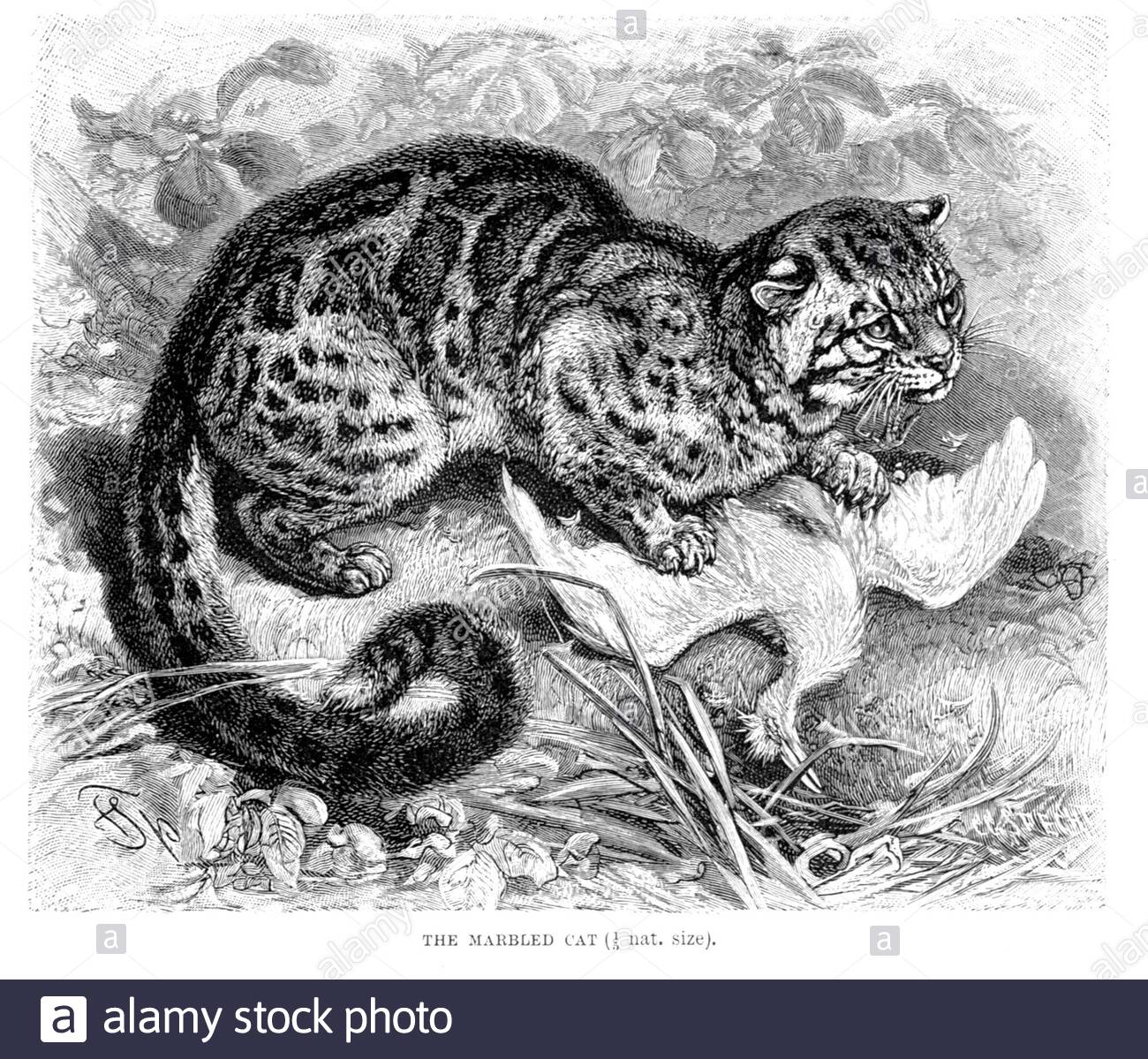 Marbled Cat, vintage illustration from 1893 Stock Photo - Alamy