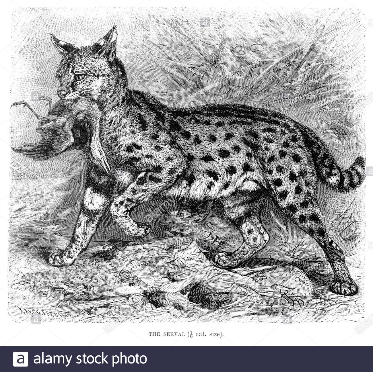 Serval illustration Cut Out Stock Images & Pictures - Alamy