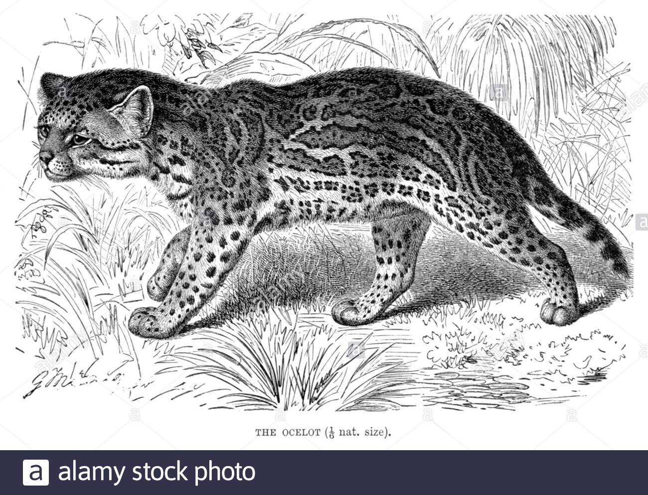 Ocelot drawing Black and White Stock Photos & Images - Alamy