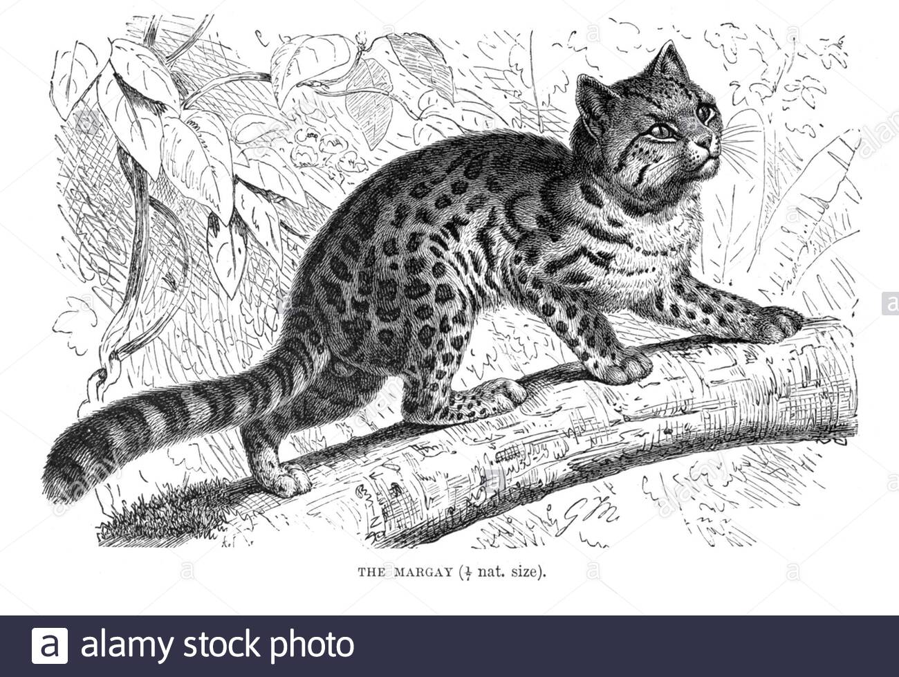Margay, vintage illustration from 1893 Stock Photo - Alamy