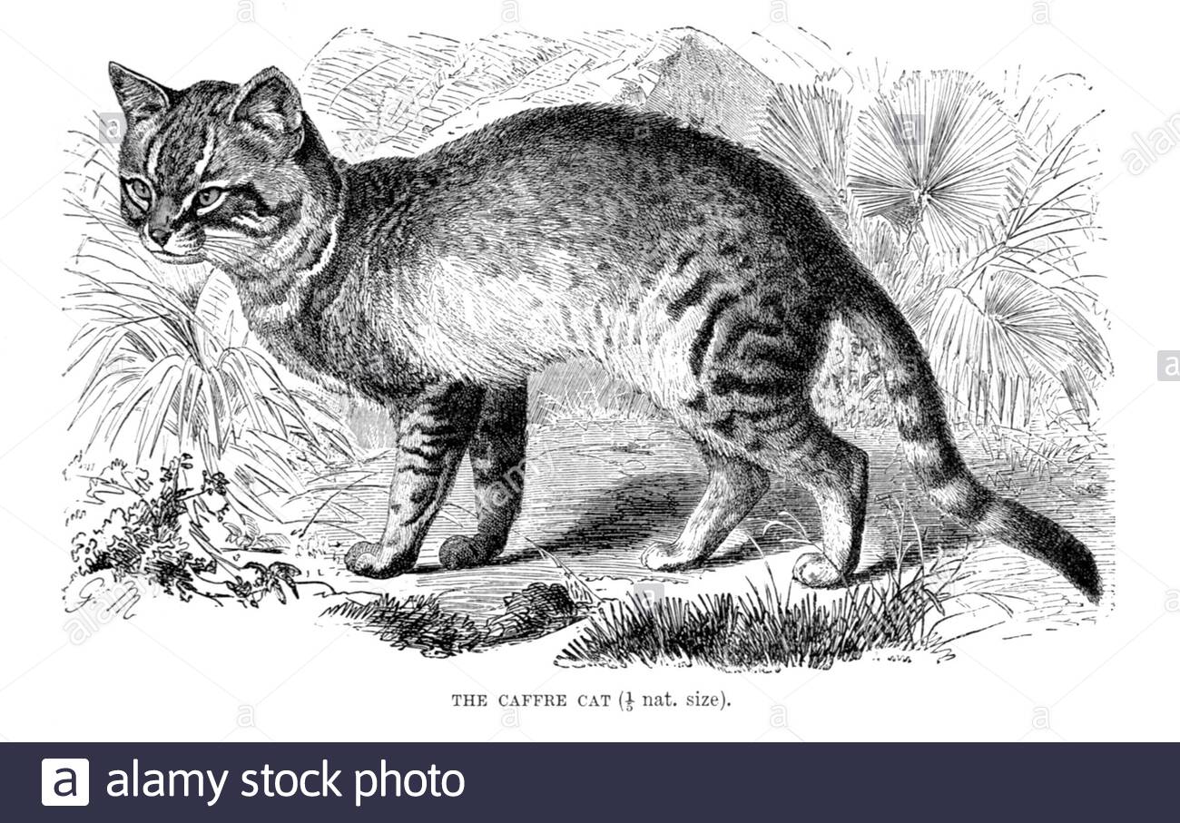 Caffre Cat, vintage illustration from 1893 Stock Photo - Alamy