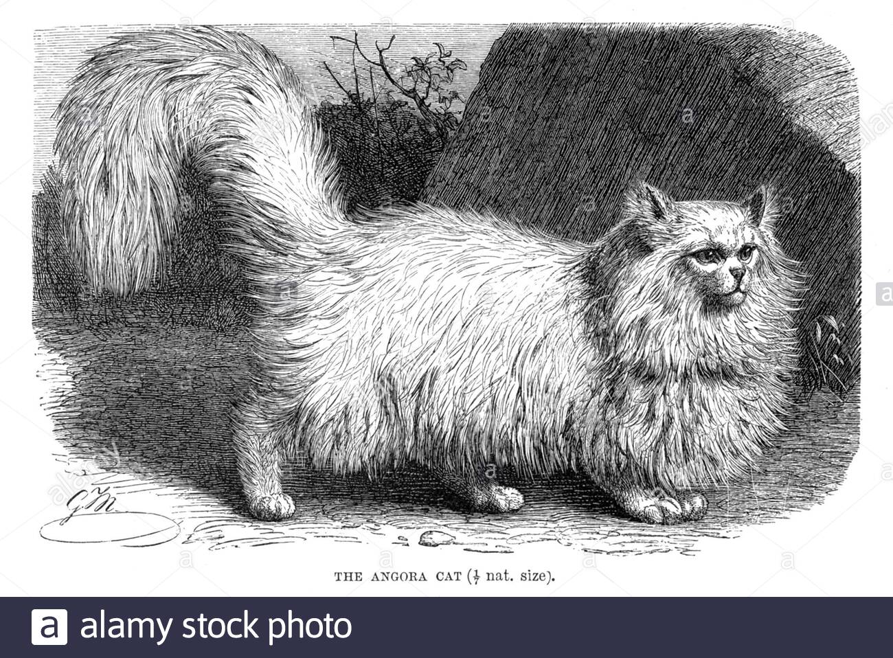 Angora Cat, vintage illustration from 1893 Stock Photo - Alamy